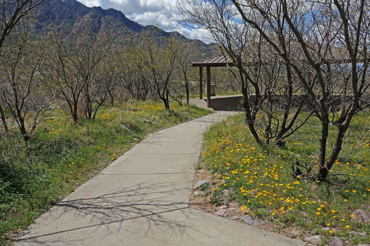 Friends of Madera Canyon